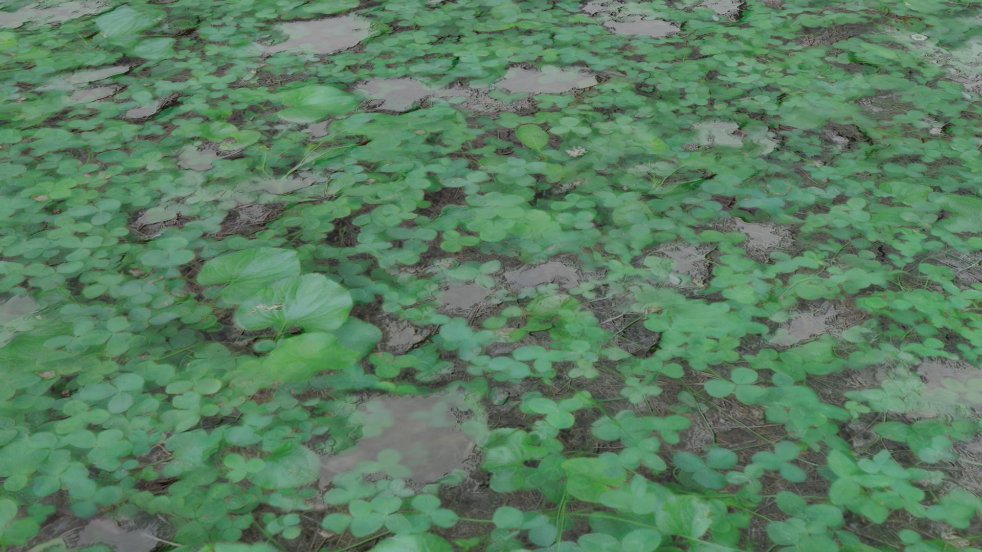 3D Clover Model - TurboSquid 1845038