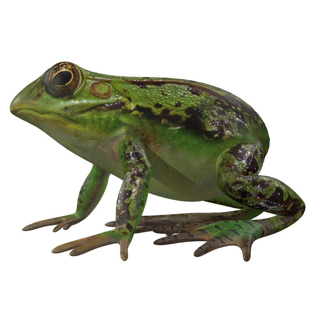 Frog Low Poly Rig 3D Model - TurboSquid 1885410