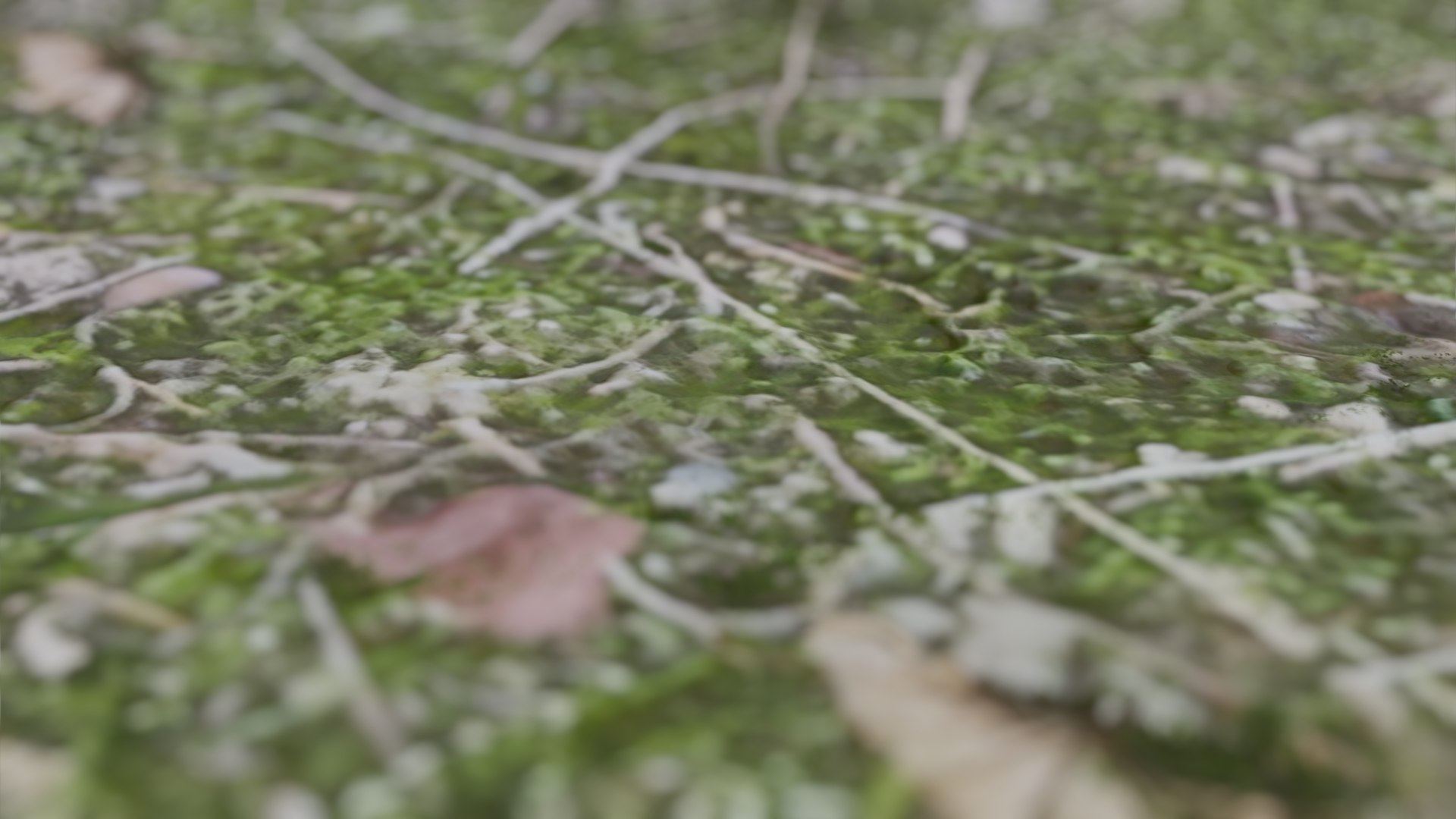 3D 4 Soil Moss Set - TurboSquid 1845062