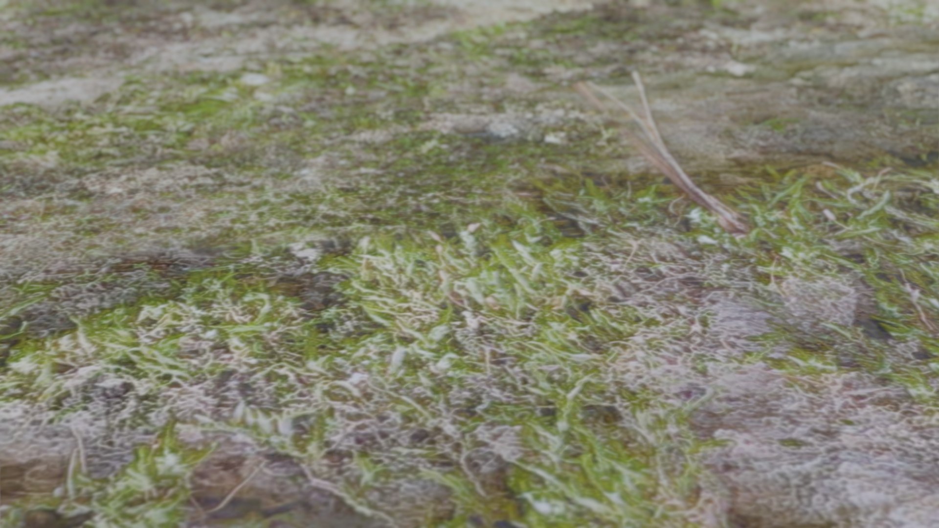 3D 4 Soil Moss Set - TurboSquid 1845062