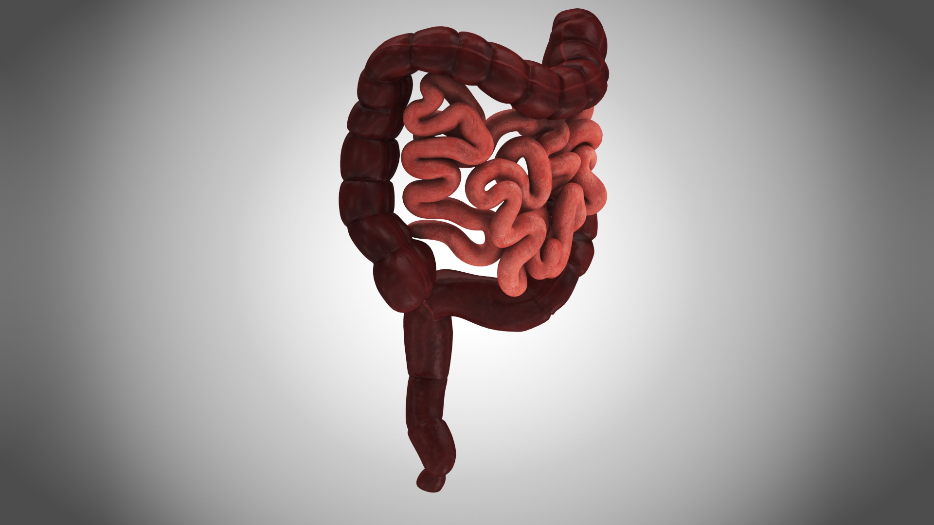 Large and Small Intestines 3D model - TurboSquid 1848066