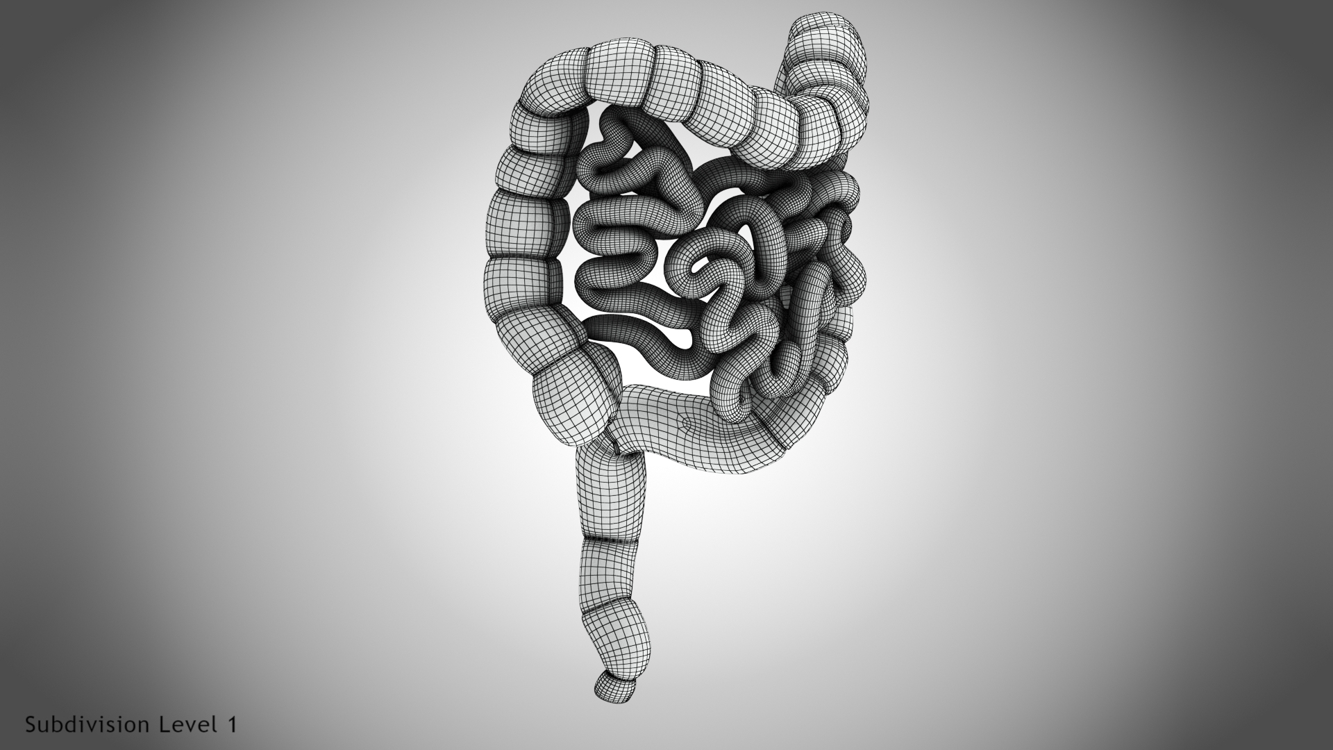 Large and Small Intestines 3D model - TurboSquid 1848066