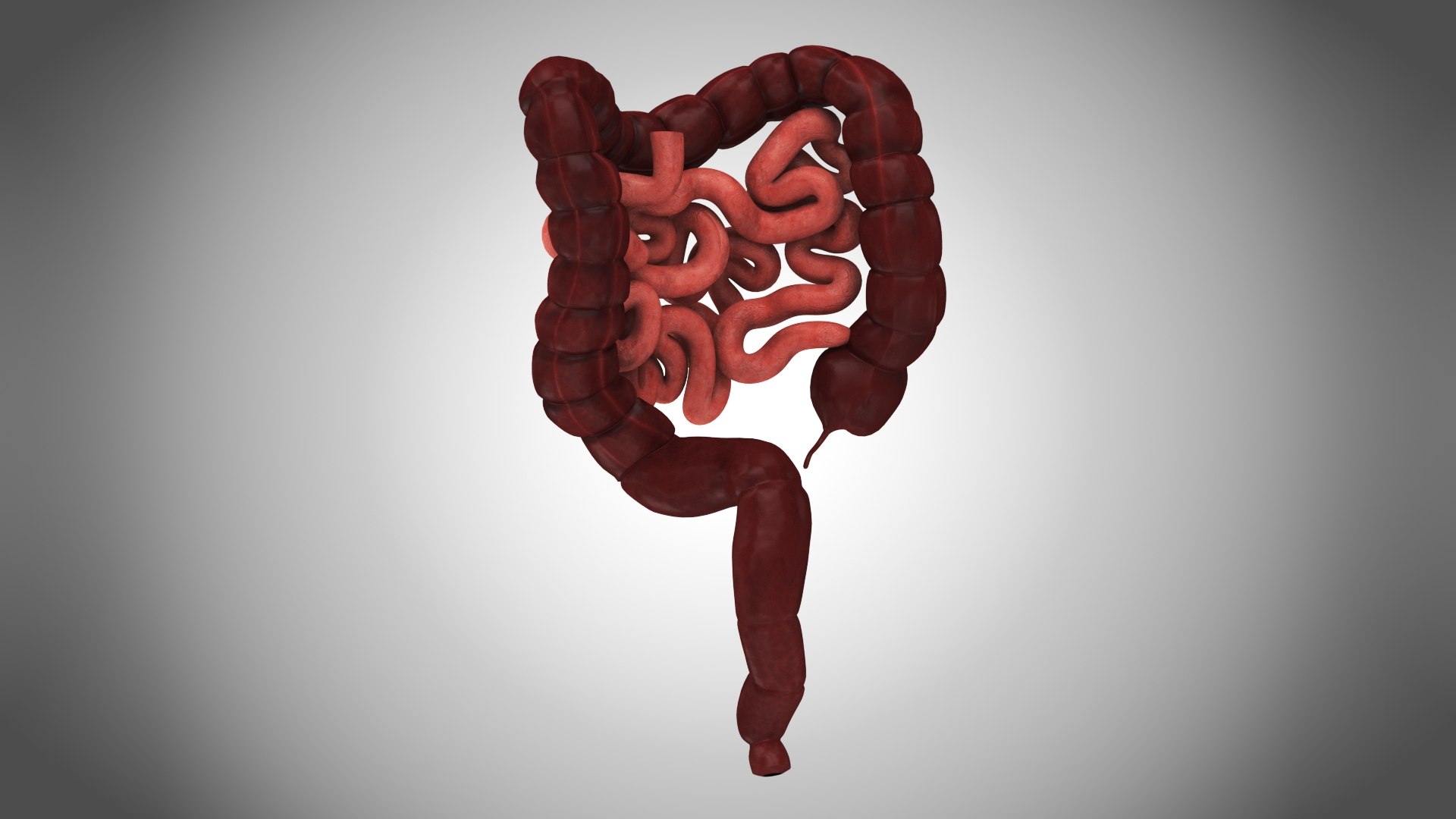 Large and Small Intestines 3D model - TurboSquid 1848066