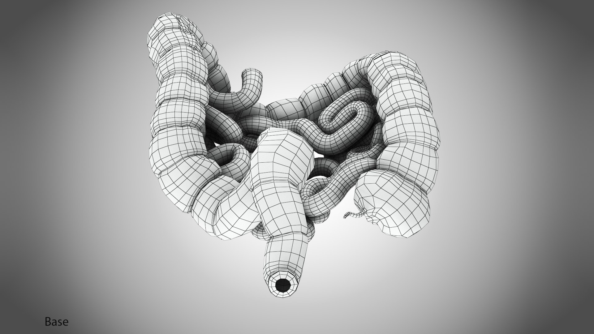 Large and Small Intestines 3D model - TurboSquid 1848066