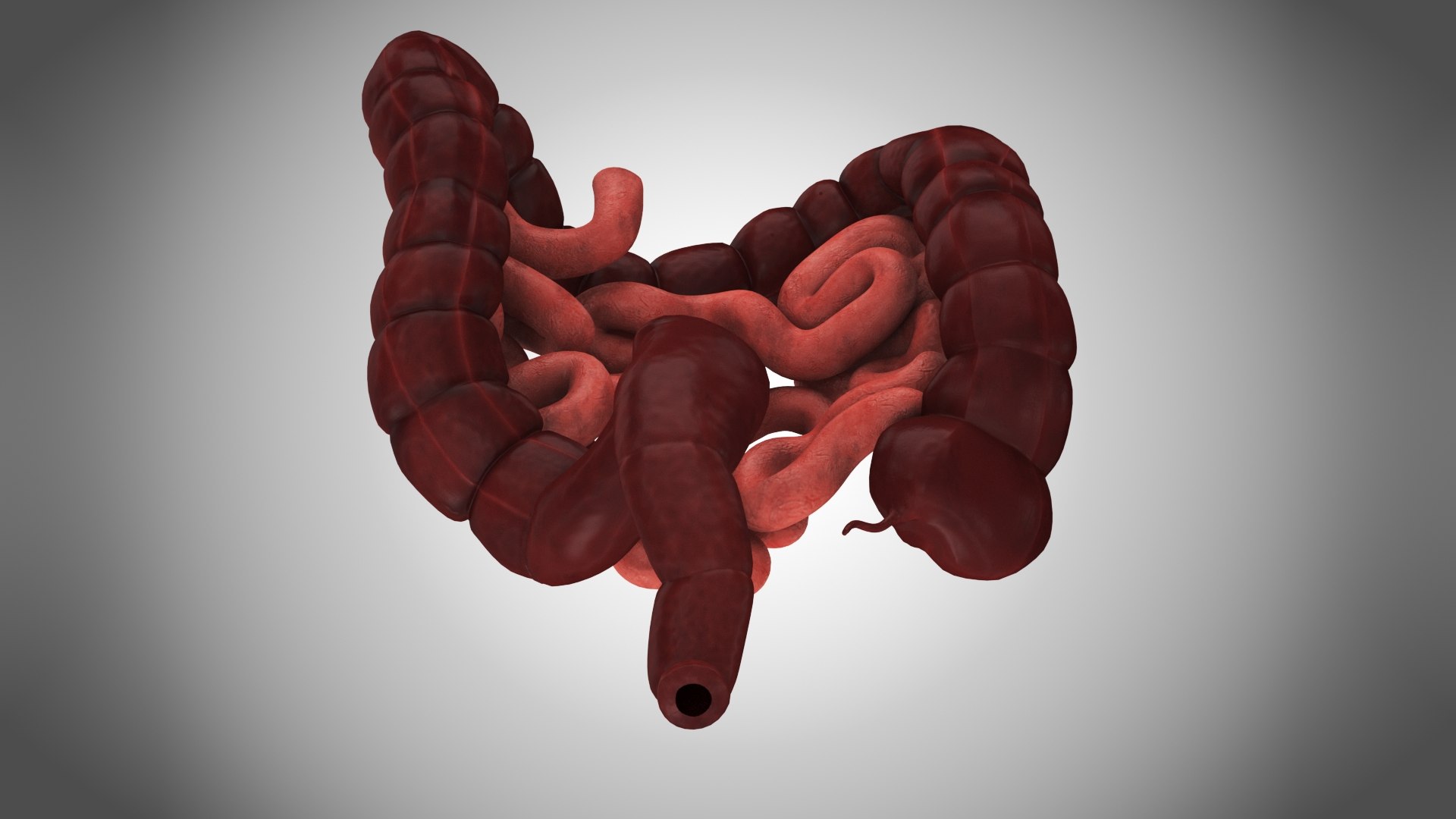 Large and Small Intestines 3D model - TurboSquid 1848066