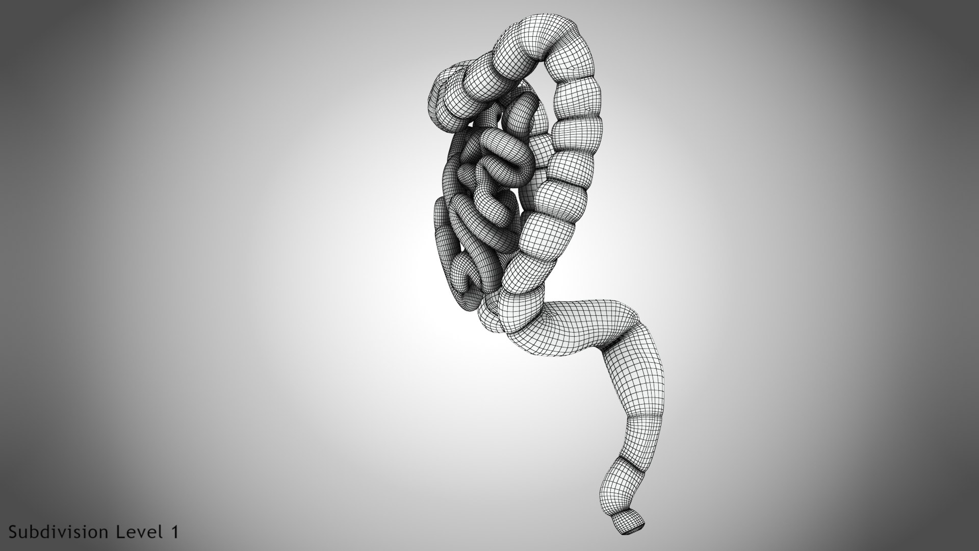 Large and Small Intestines 3D model - TurboSquid 1848066