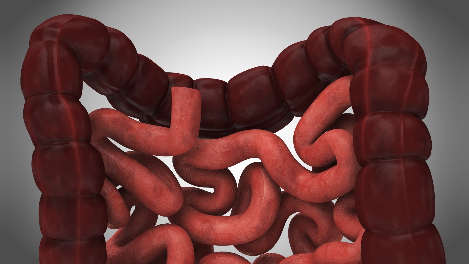 Large and Small Intestines 3D model - TurboSquid 1848066