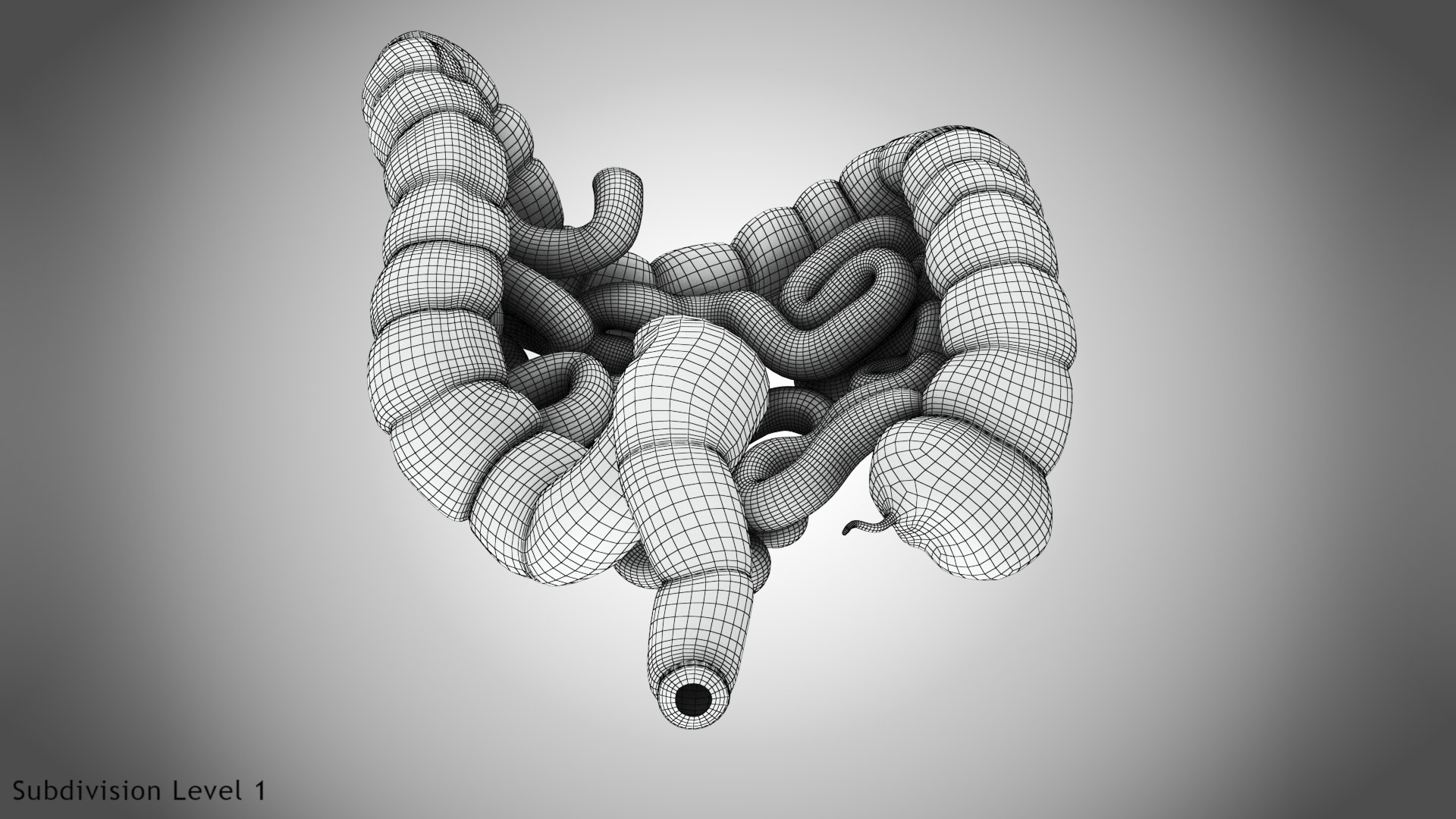 Large and Small Intestines 3D model - TurboSquid 1848066