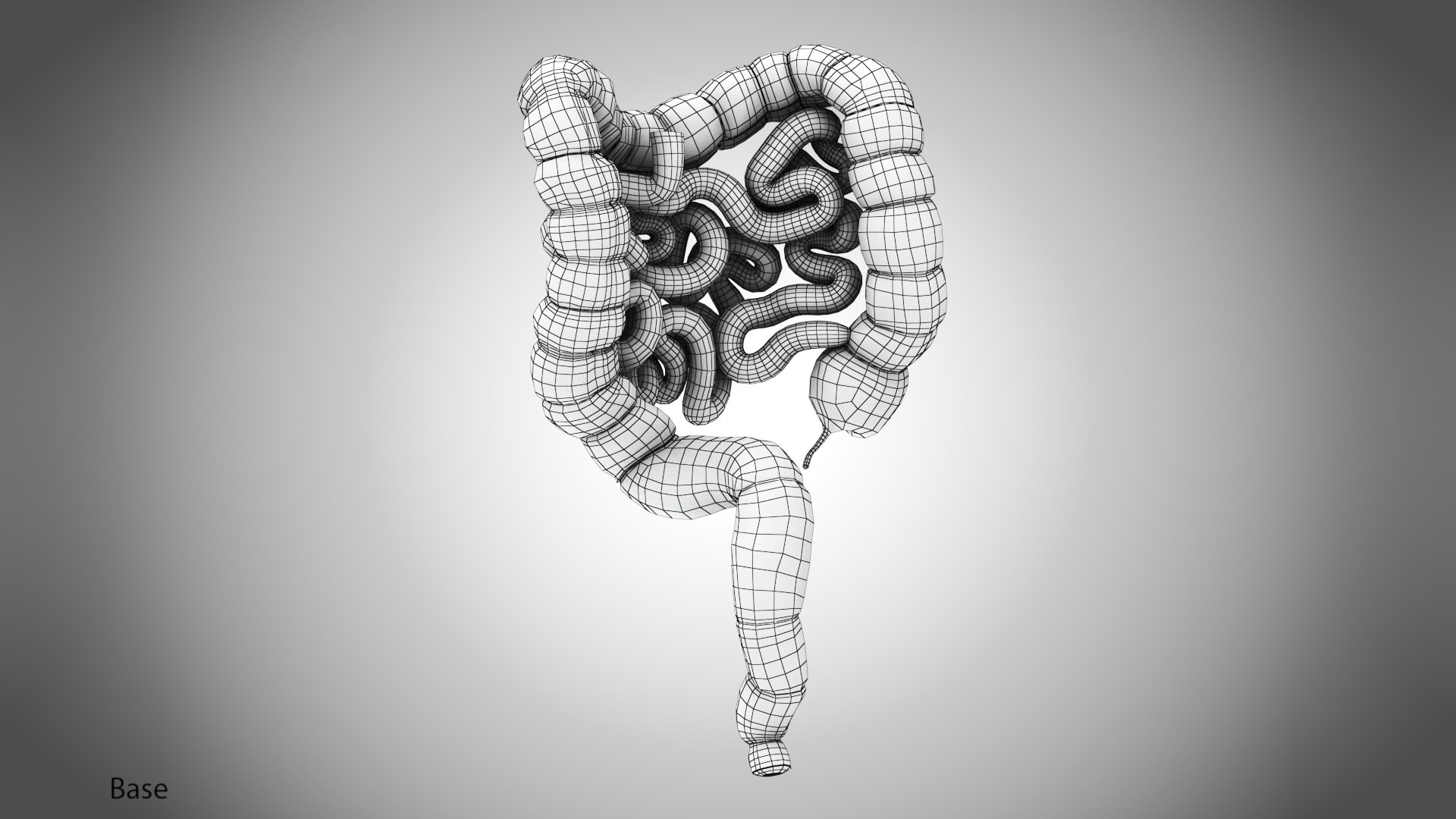 Large and Small Intestines 3D model - TurboSquid 1848066