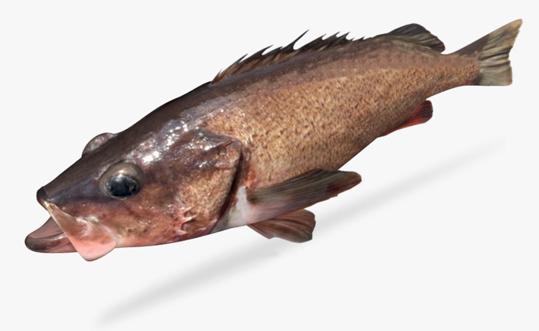 3d Silvergray Rockfish