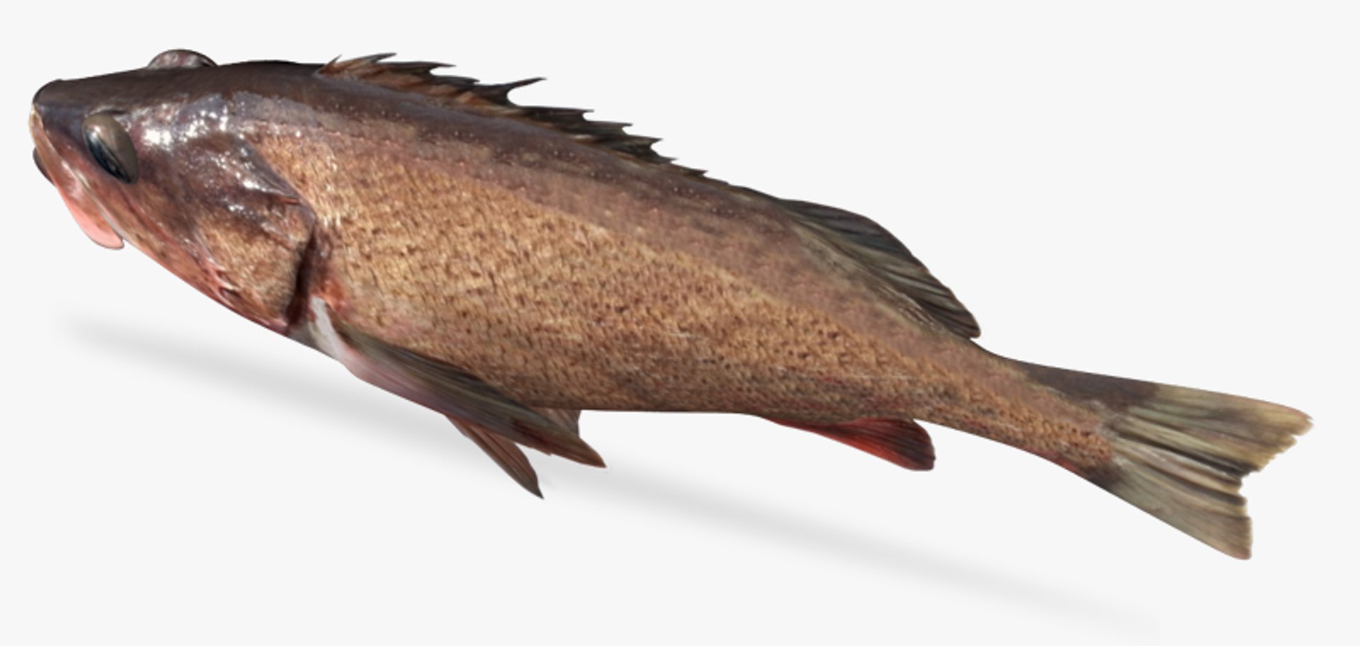 3d Silvergray Rockfish