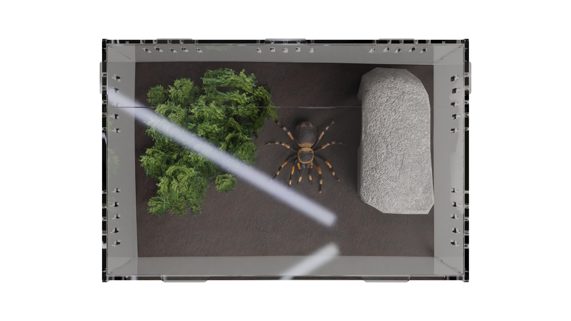 Reptile Box Model - TurboSquid 2252591