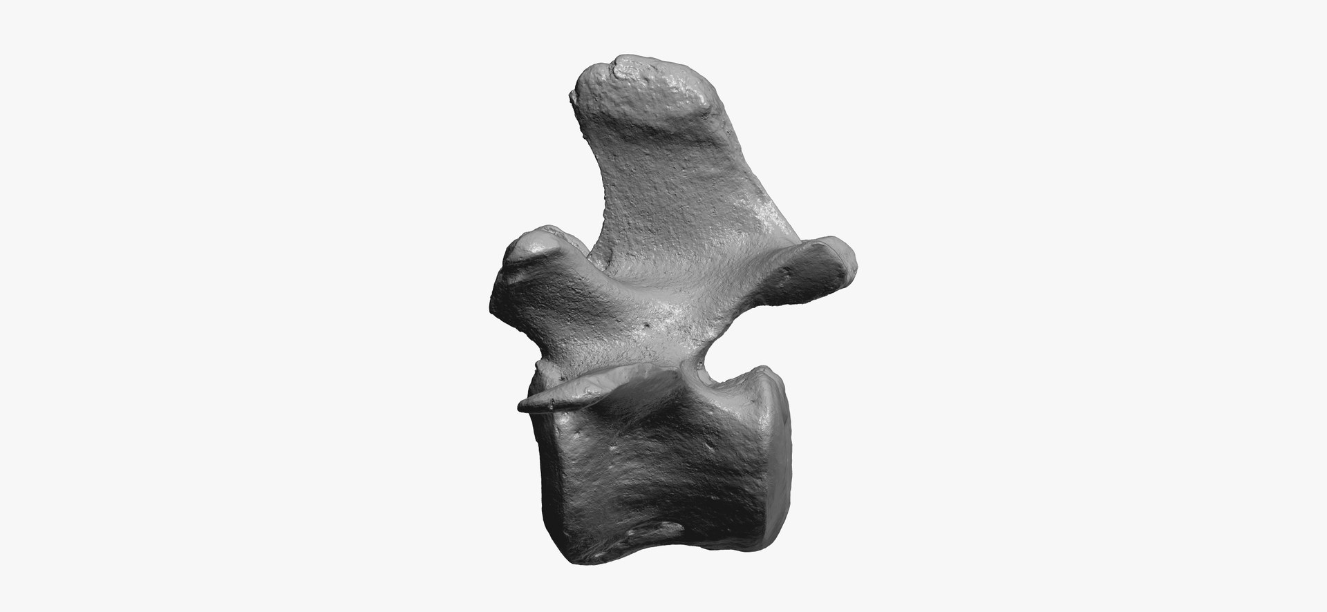 Bear (Ursus) Lumbar Vertebrae L6 RAW Scan Model - TurboSquid 1882765
