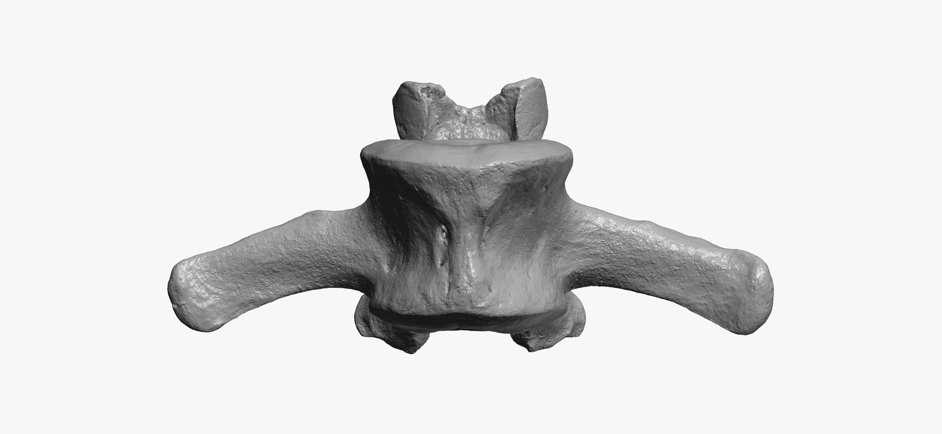 Bear (Ursus) Lumbar Vertebrae L6 RAW Scan Model - TurboSquid 1882765