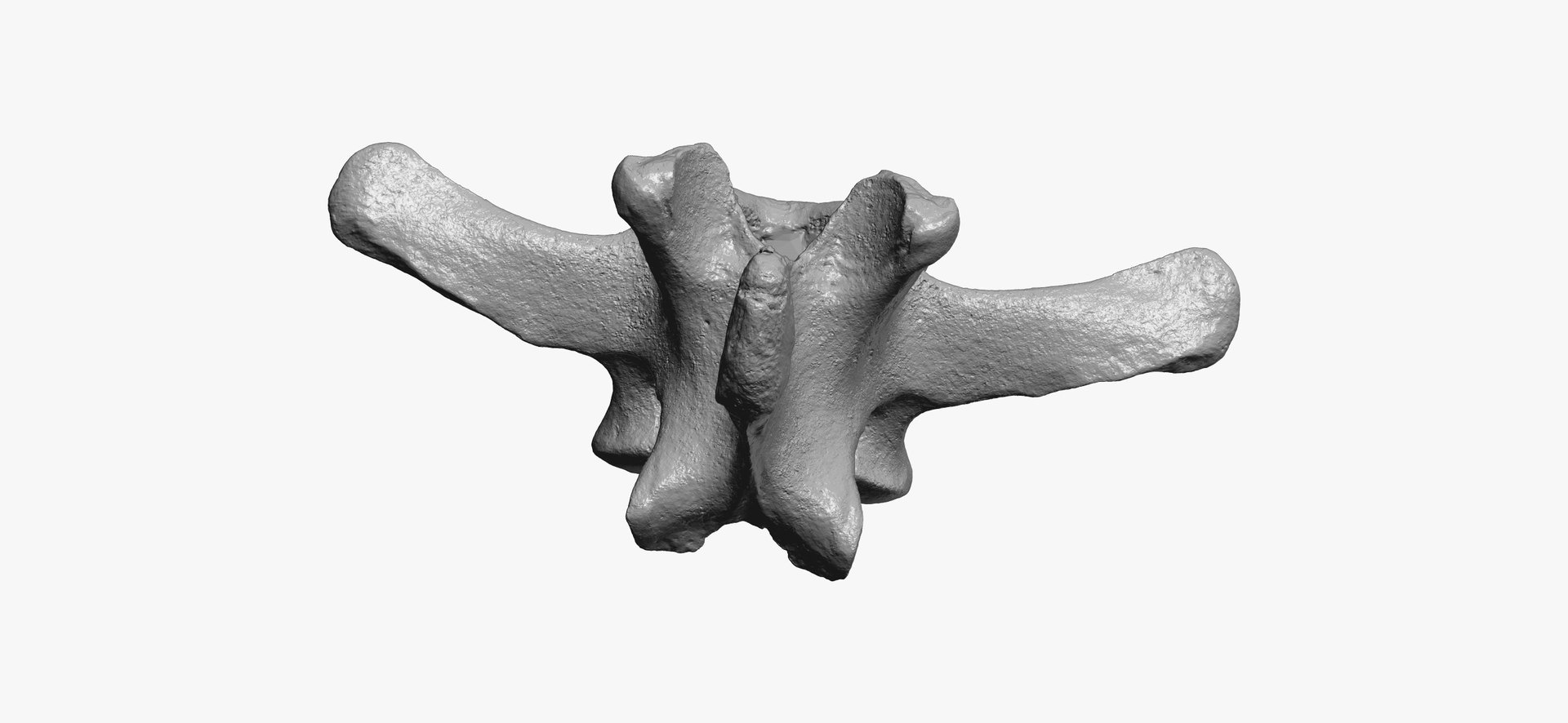Bear (Ursus) Lumbar Vertebrae L6 RAW Scan Model - TurboSquid 1882765