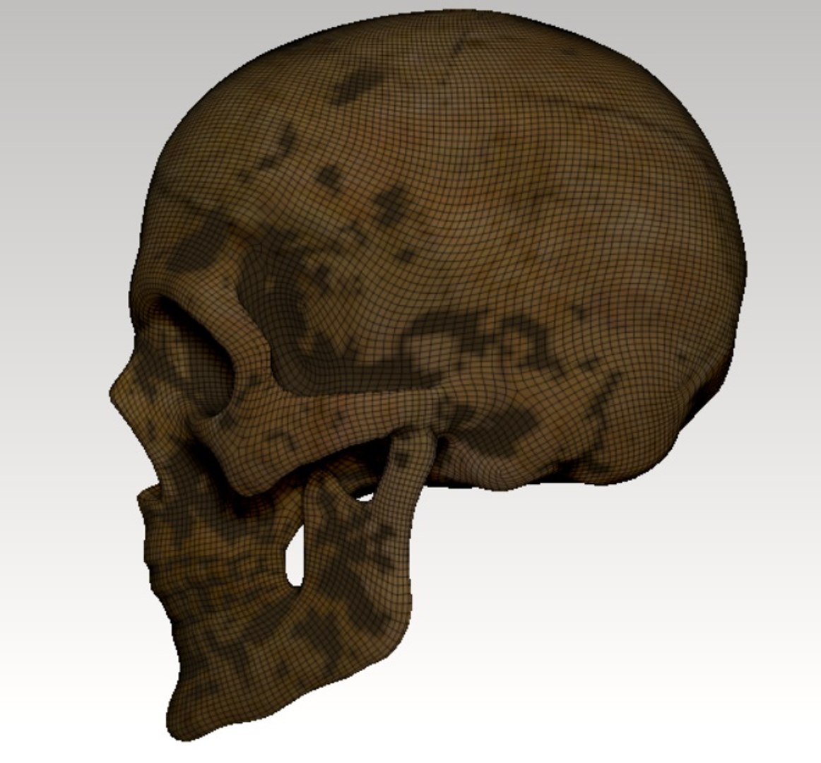 Skull Human Skul Obj