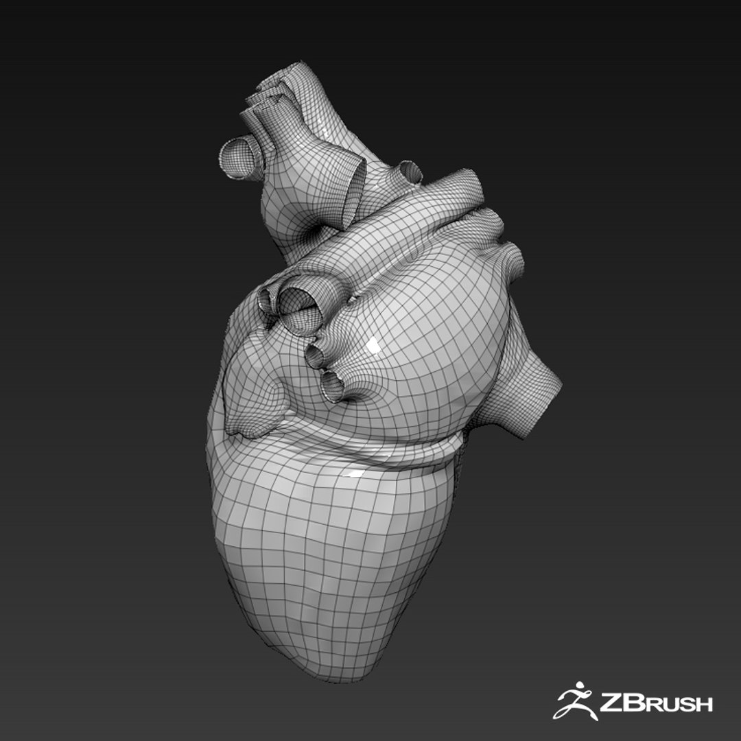 Realistic Human Heart Model - TurboSquid 1290869