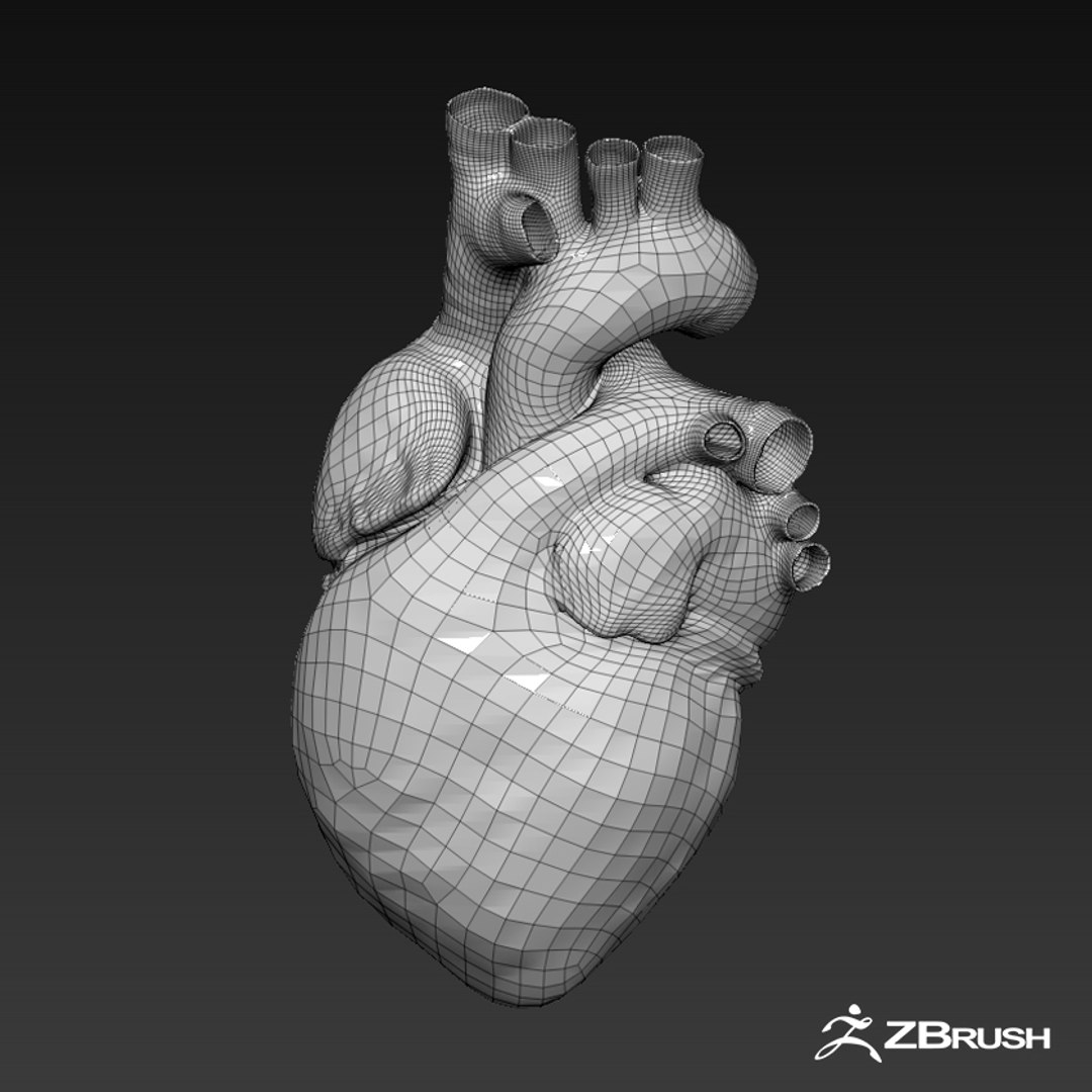 Realistic Human Heart Model - TurboSquid 1290869