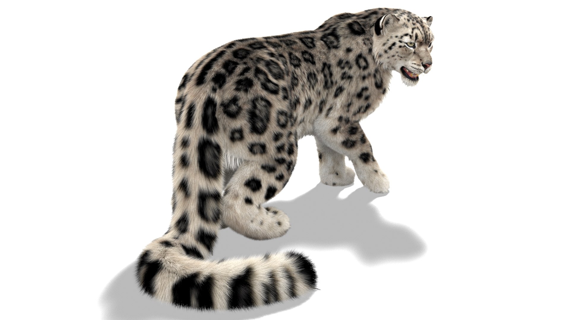 3D Snow Leopard Furry Fur Animal - TurboSquid 1429597