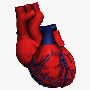 AutoCAD drawing Heart Models | TurboSquid