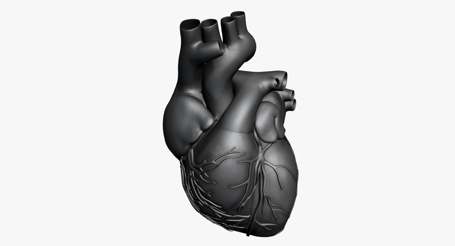 3d Model Human Heart
