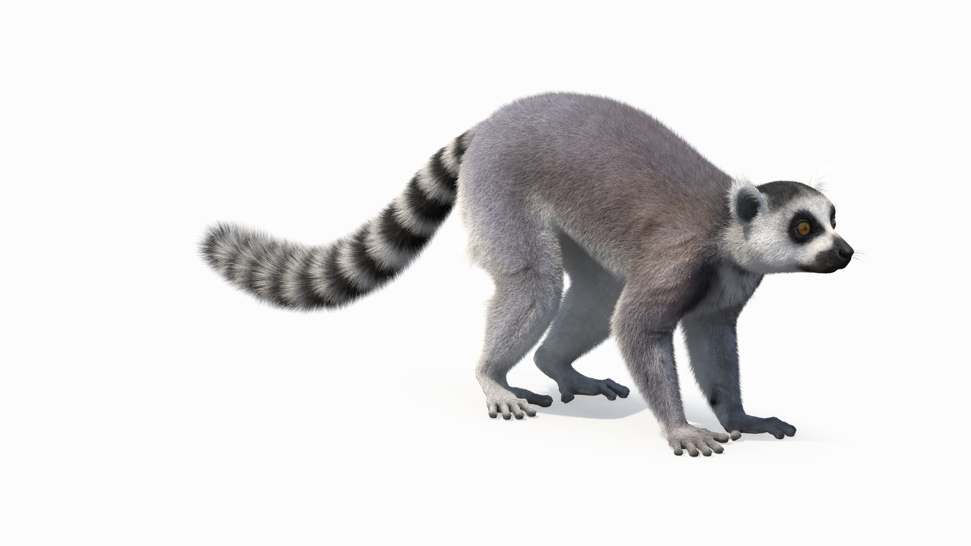 3D Lemures Fur Rigged - TurboSquid 2194763