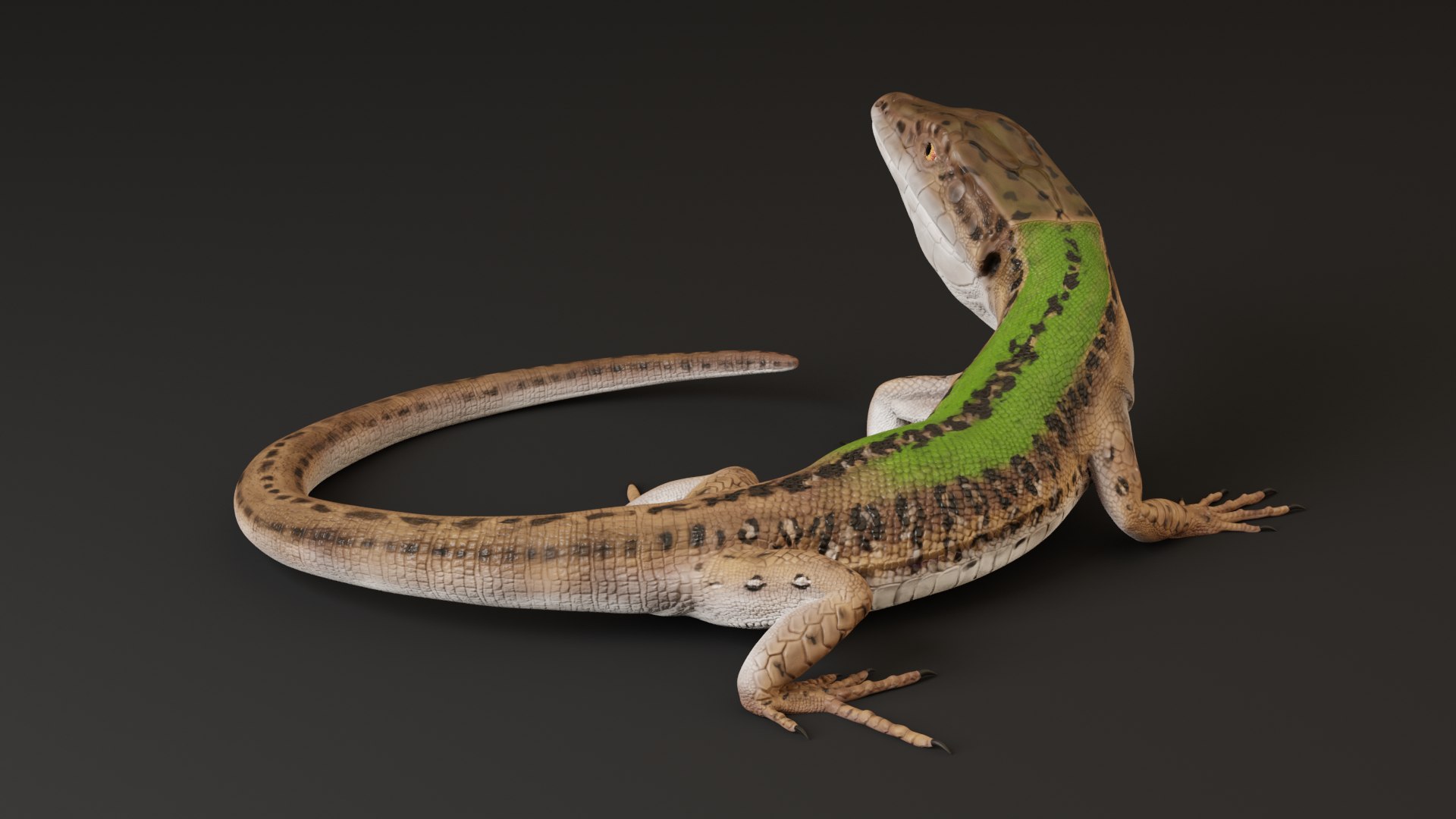 3D Green Lizard | Podarcis Sicula - TurboSquid 1732011
