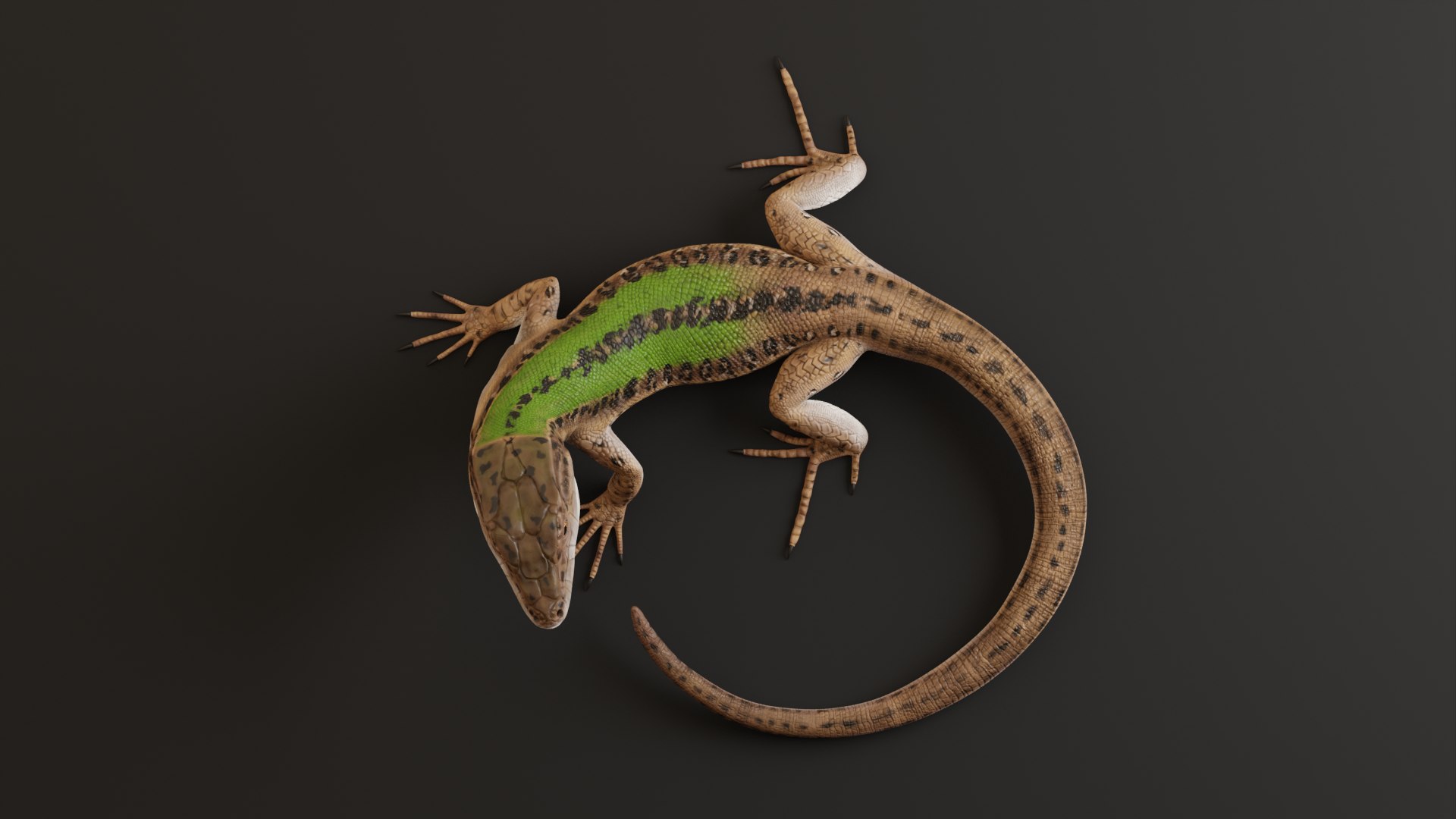 3D Green Lizard | Podarcis Sicula - TurboSquid 1732011