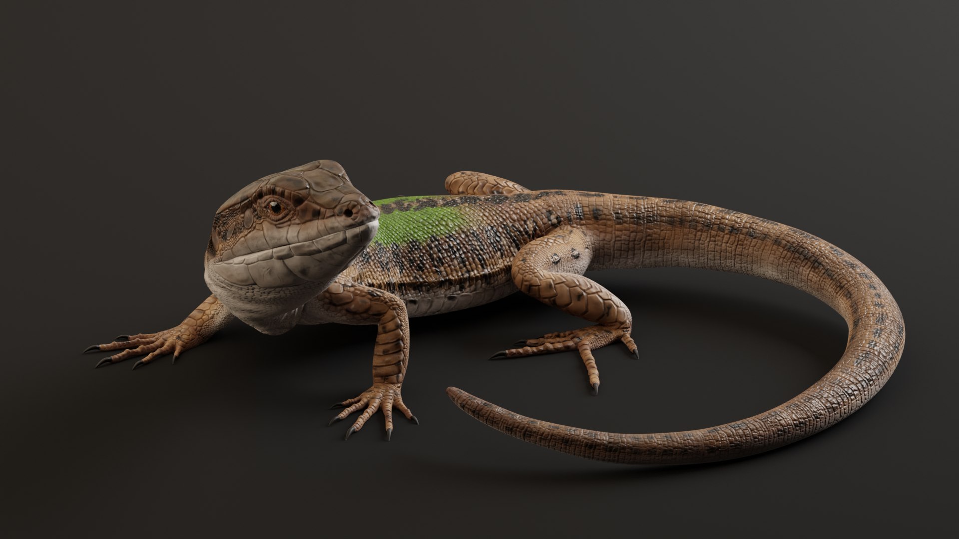 3D Green Lizard | Podarcis Sicula - TurboSquid 1732011