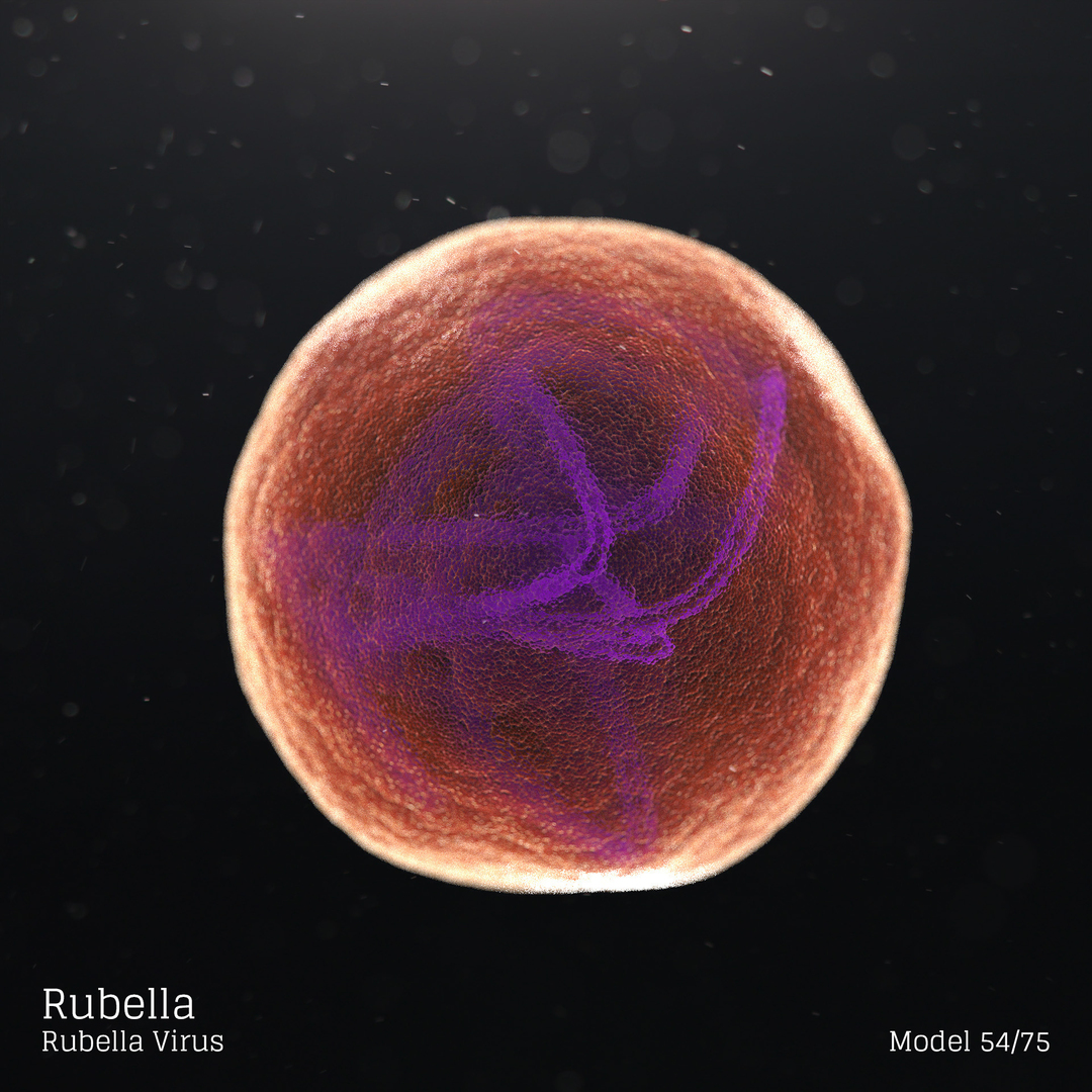 modelo 3d Rubéola - Virus de la rubéola - TurboSquid 1626198