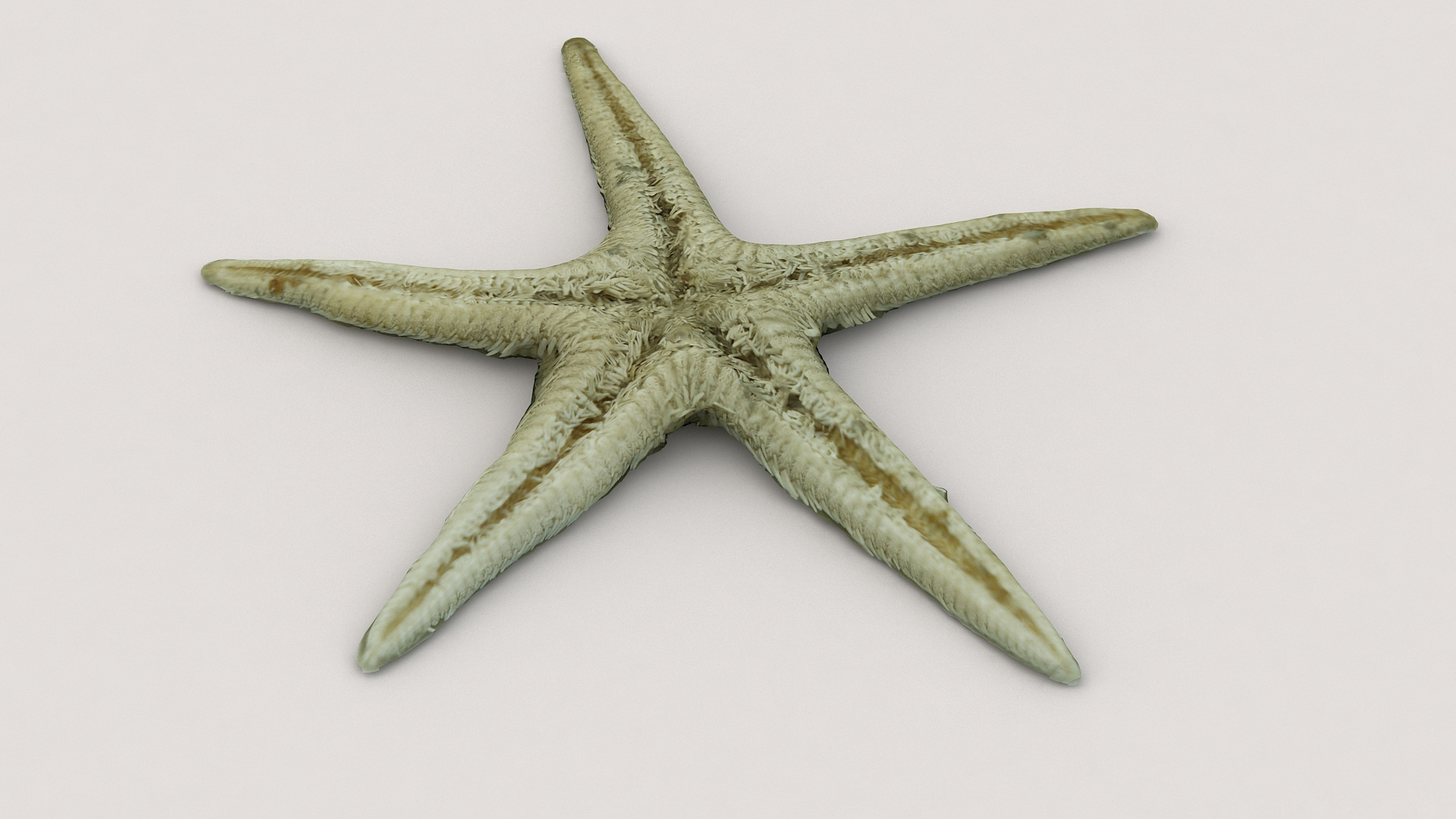 Starfish Games 3D Model - TurboSquid 1439349