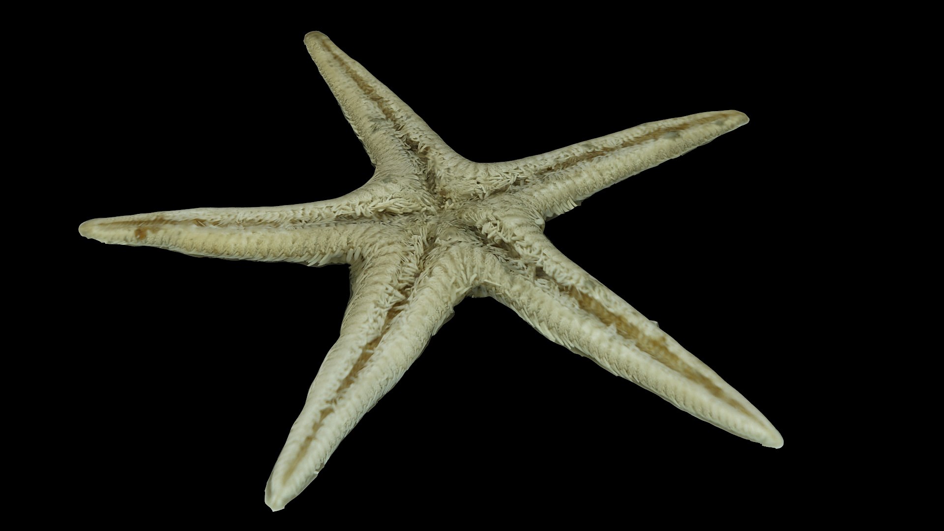 Starfish Games 3D Model - TurboSquid 1439349