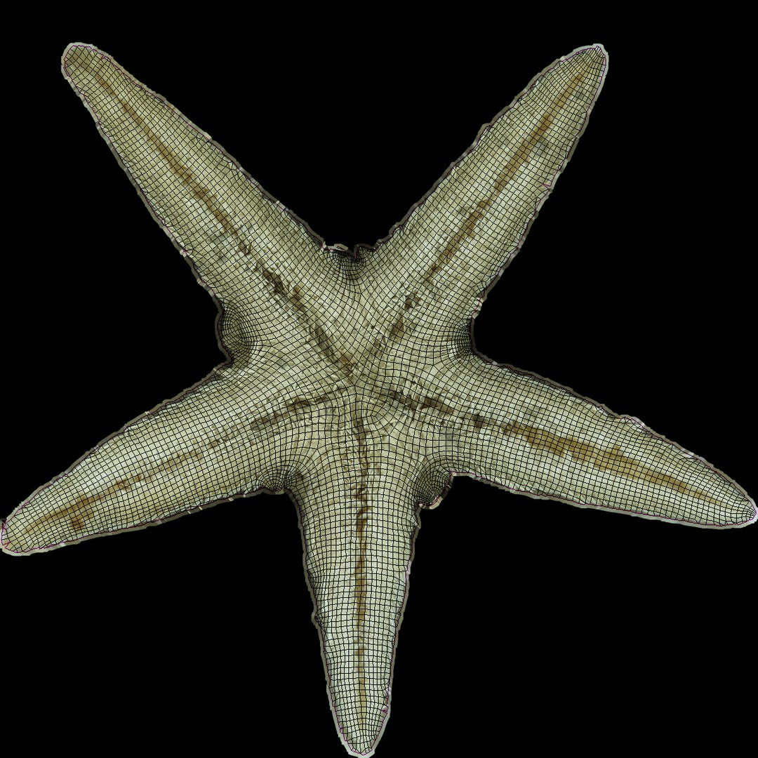 Starfish Games 3D Model - TurboSquid 1439349
