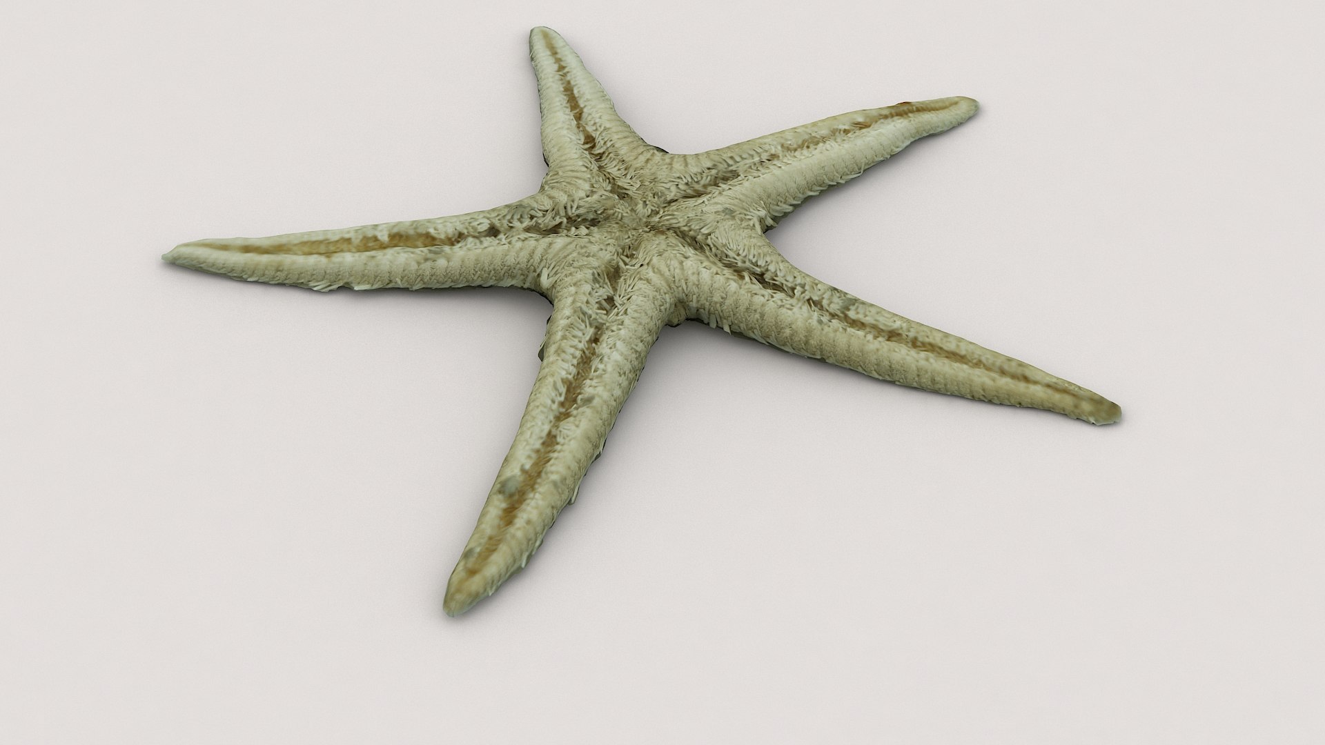 Starfish Games 3D Model - TurboSquid 1439349
