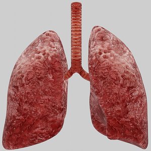 3D realistic rigged human model - TurboSquid 1669741