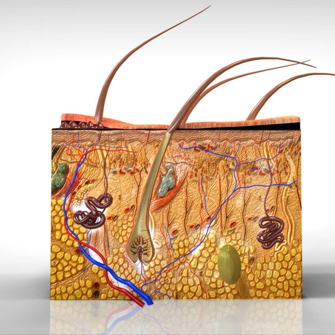 Human Skin Anatomy 3d Model