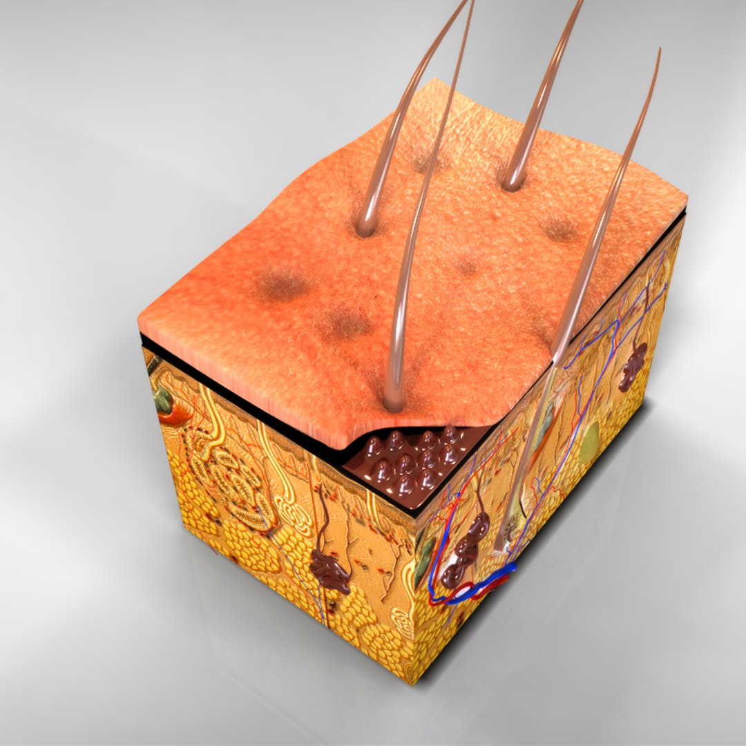 Human Skin Anatomy 3d Model