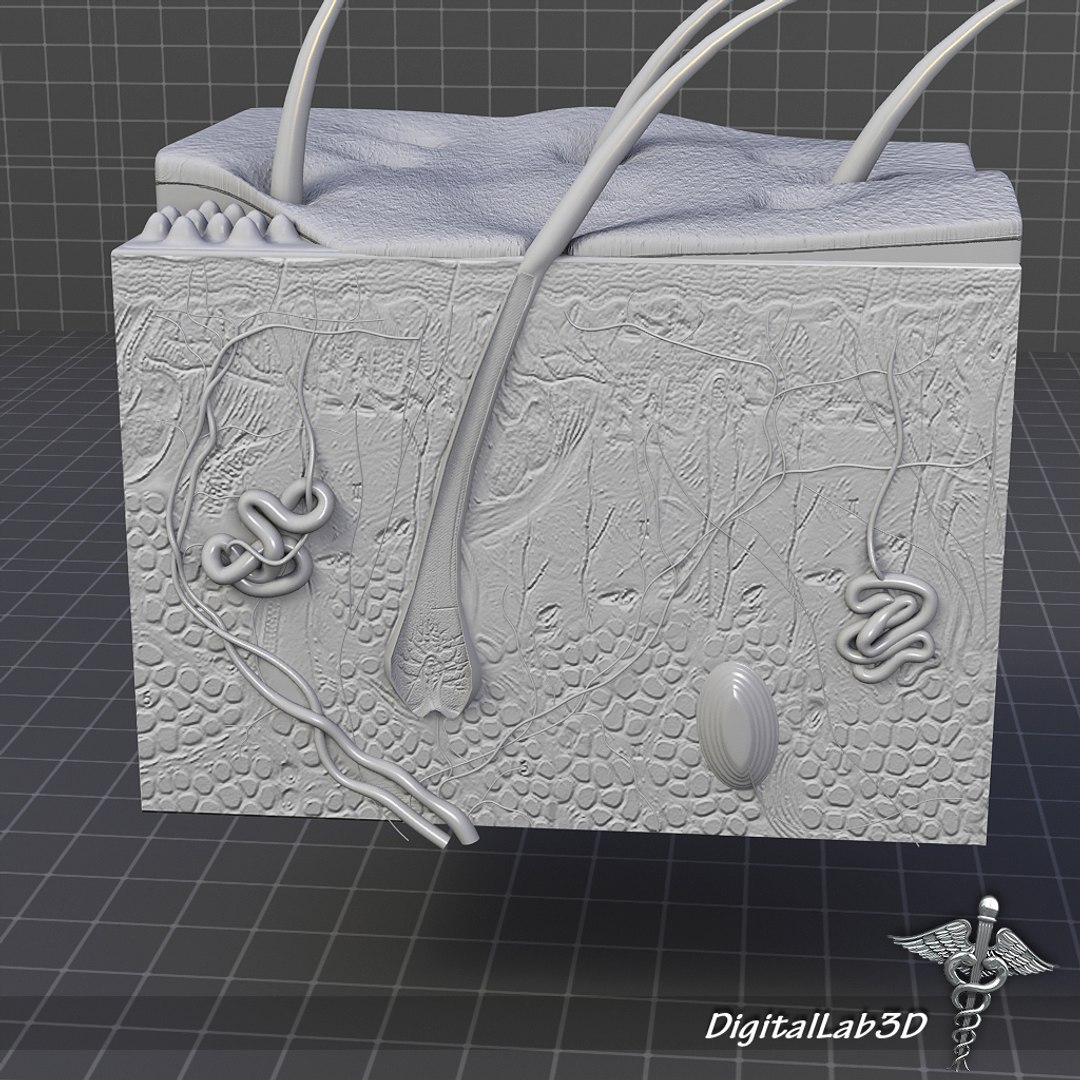Human Skin Anatomy 3d Model