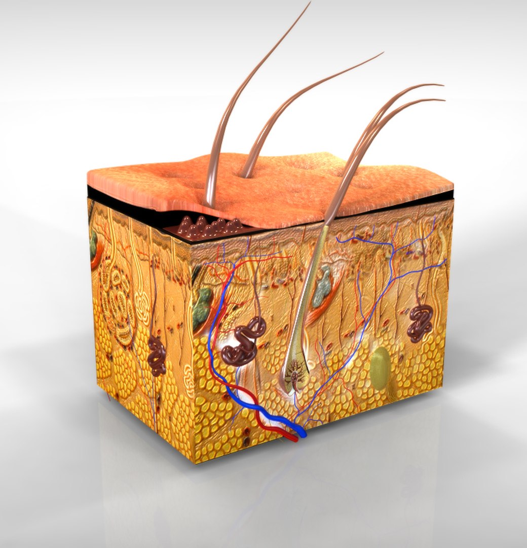 Human Skin Anatomy 3d Model