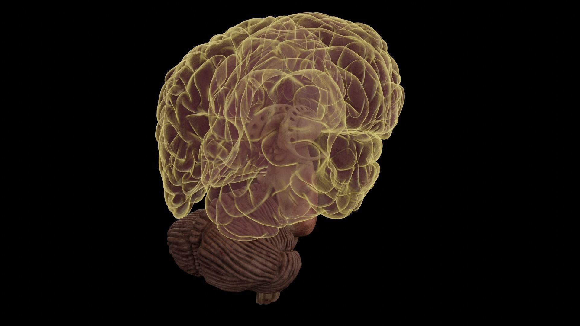 Anatomy Brain Pack Cerebellum 3D Model - TurboSquid 1602443