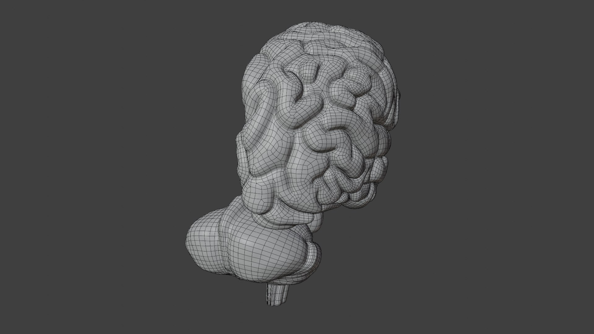 Anatomy brain pack cerebellum 3D model - TurboSquid 1602443