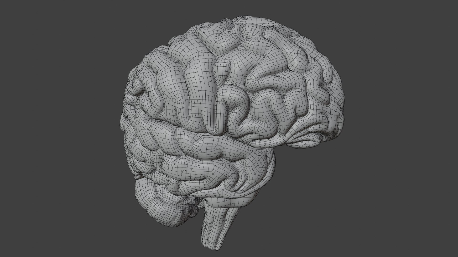 Anatomy Brain Pack Cerebellum 3D Model - TurboSquid 1602443