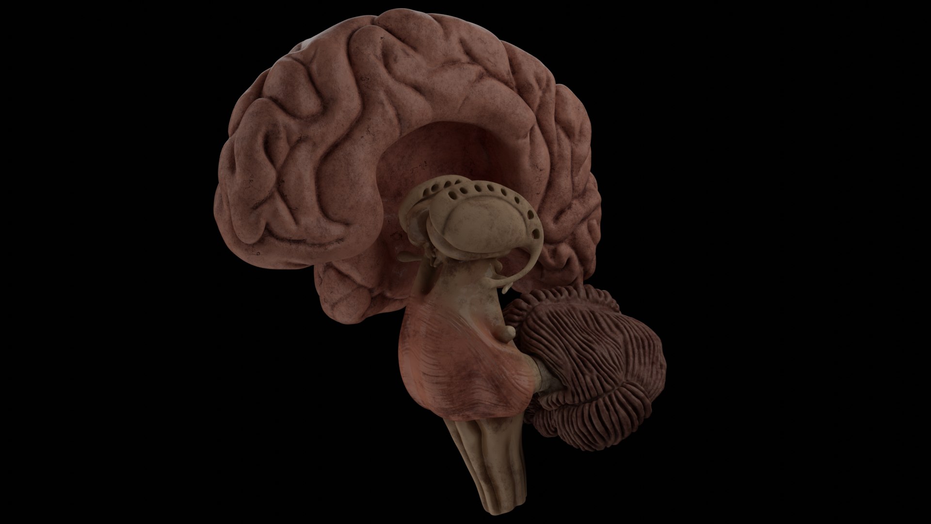 Anatomy Brain Pack Cerebellum 3D Model - TurboSquid 1602443