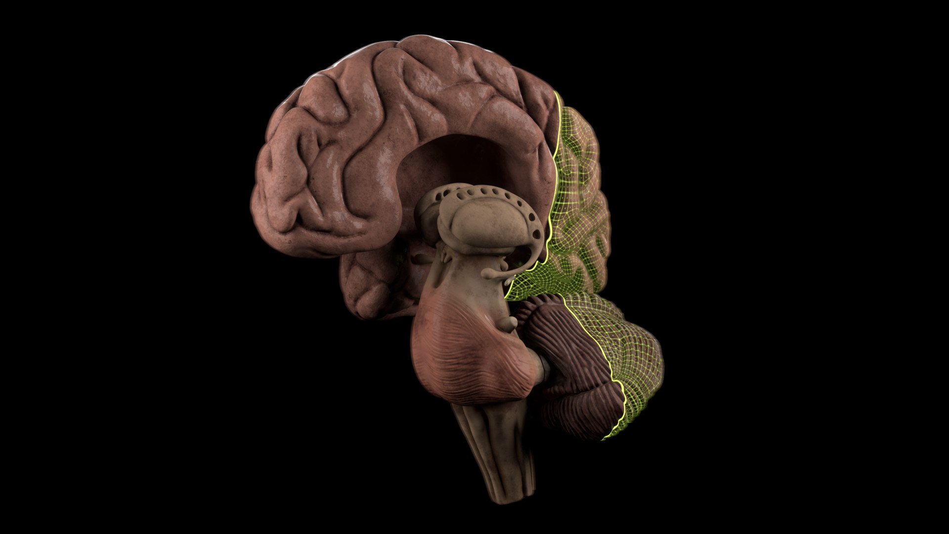 Anatomy Brain Pack Cerebellum 3D Model - TurboSquid 1602443