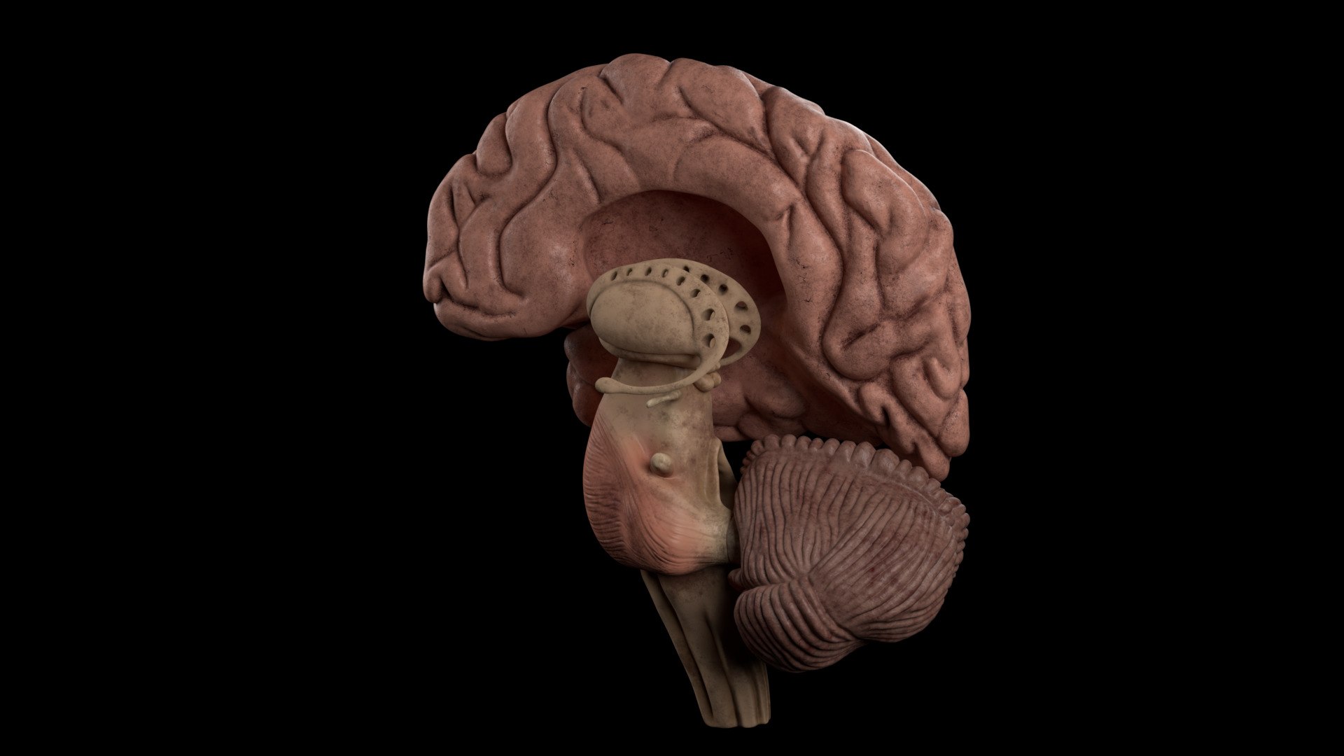 Anatomy Brain Pack Cerebellum 3D Model - TurboSquid 1602443