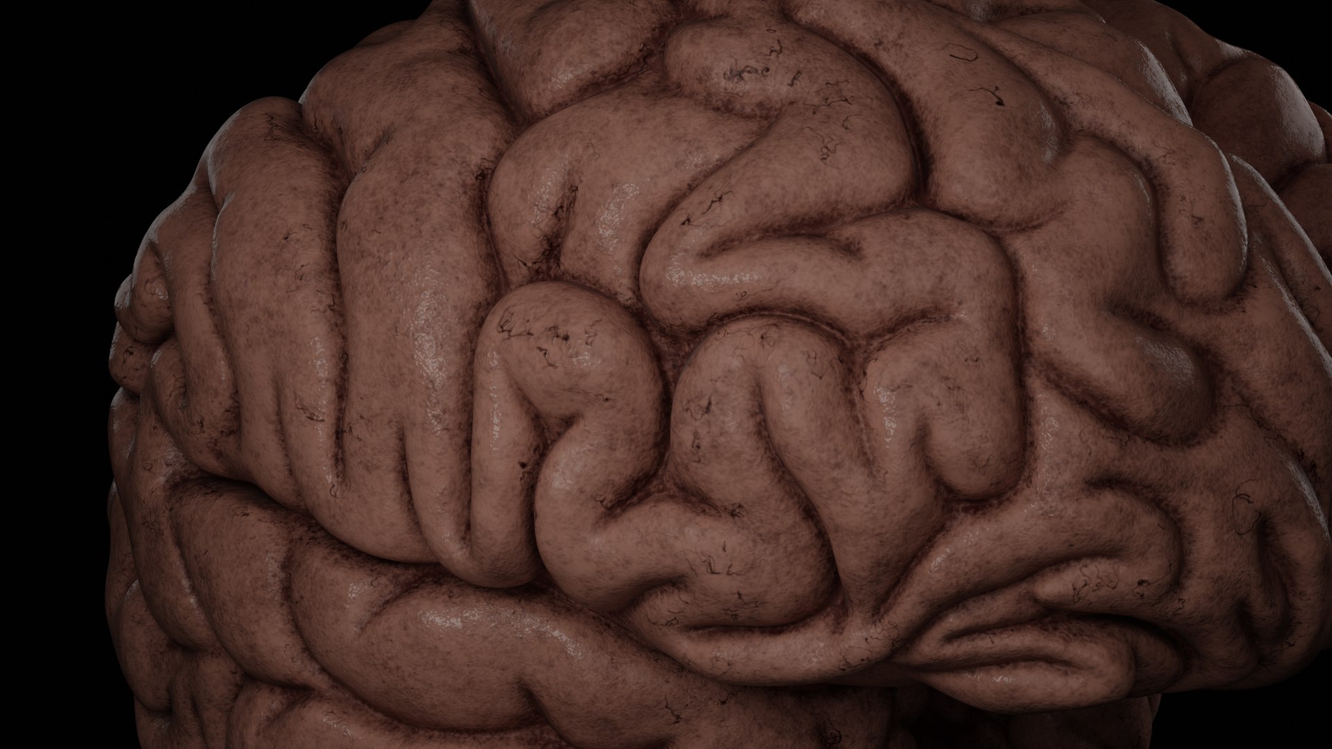 Anatomy Brain Pack Cerebellum 3D Model - TurboSquid 1602443