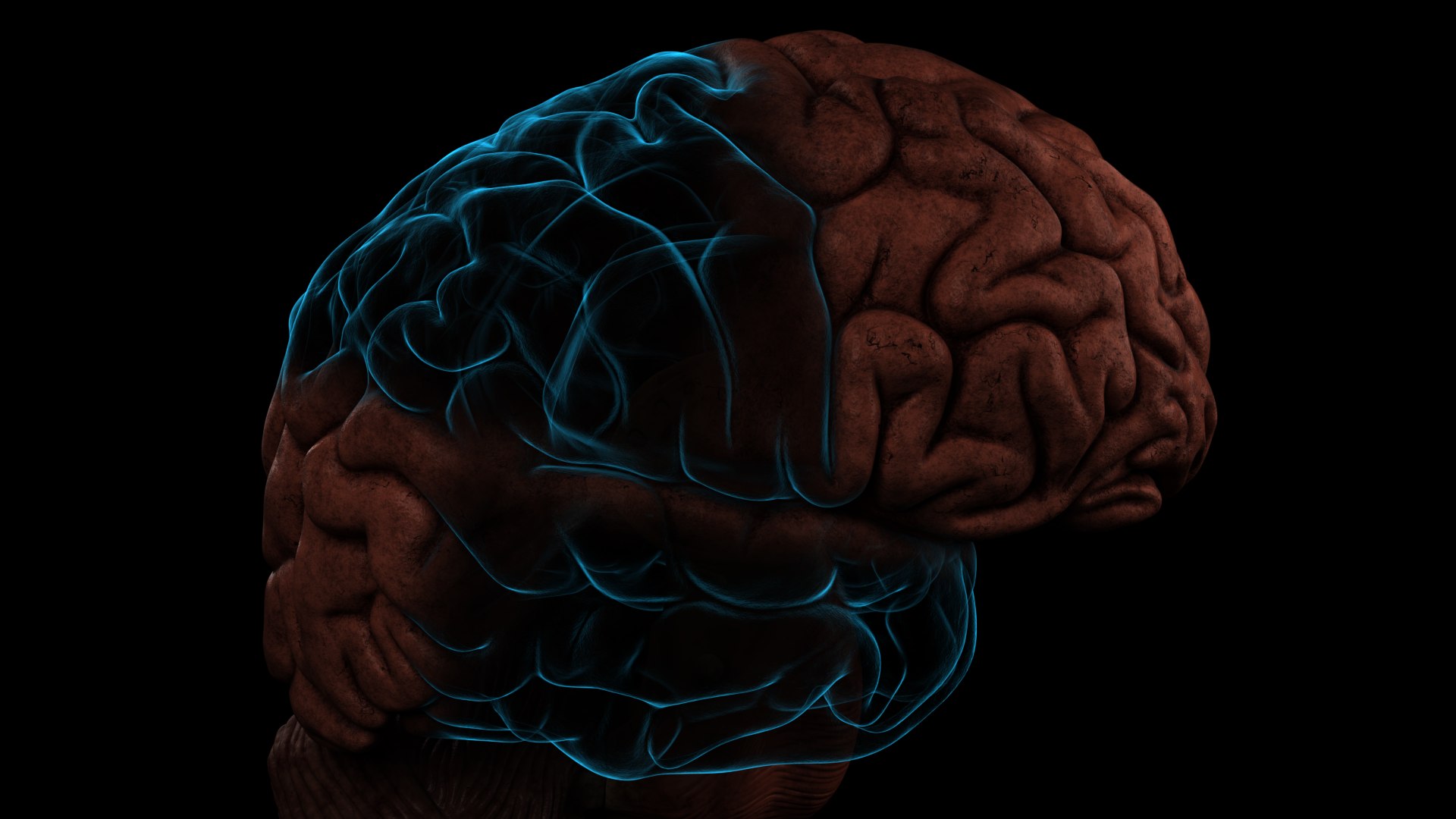 Anatomy Brain Pack Cerebellum 3D Model - TurboSquid 1602443