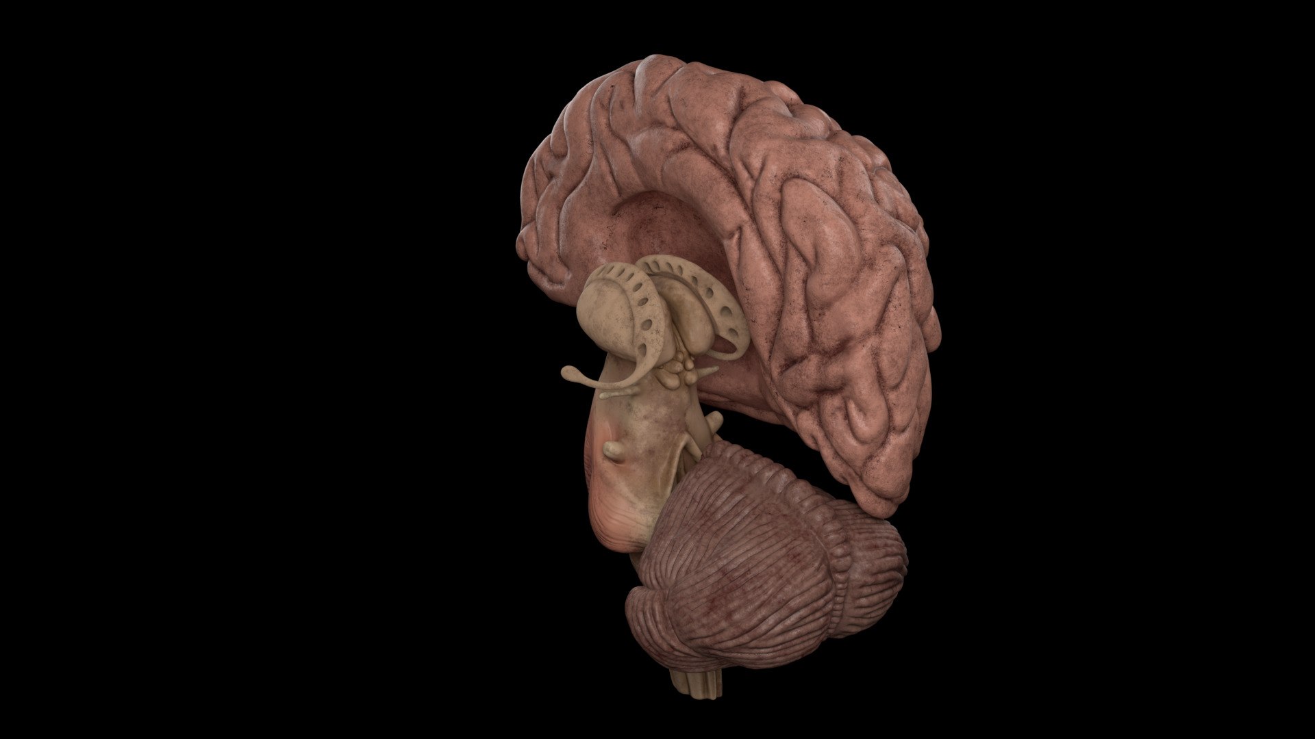 Anatomy Brain Pack Cerebellum 3D Model - TurboSquid 1602443