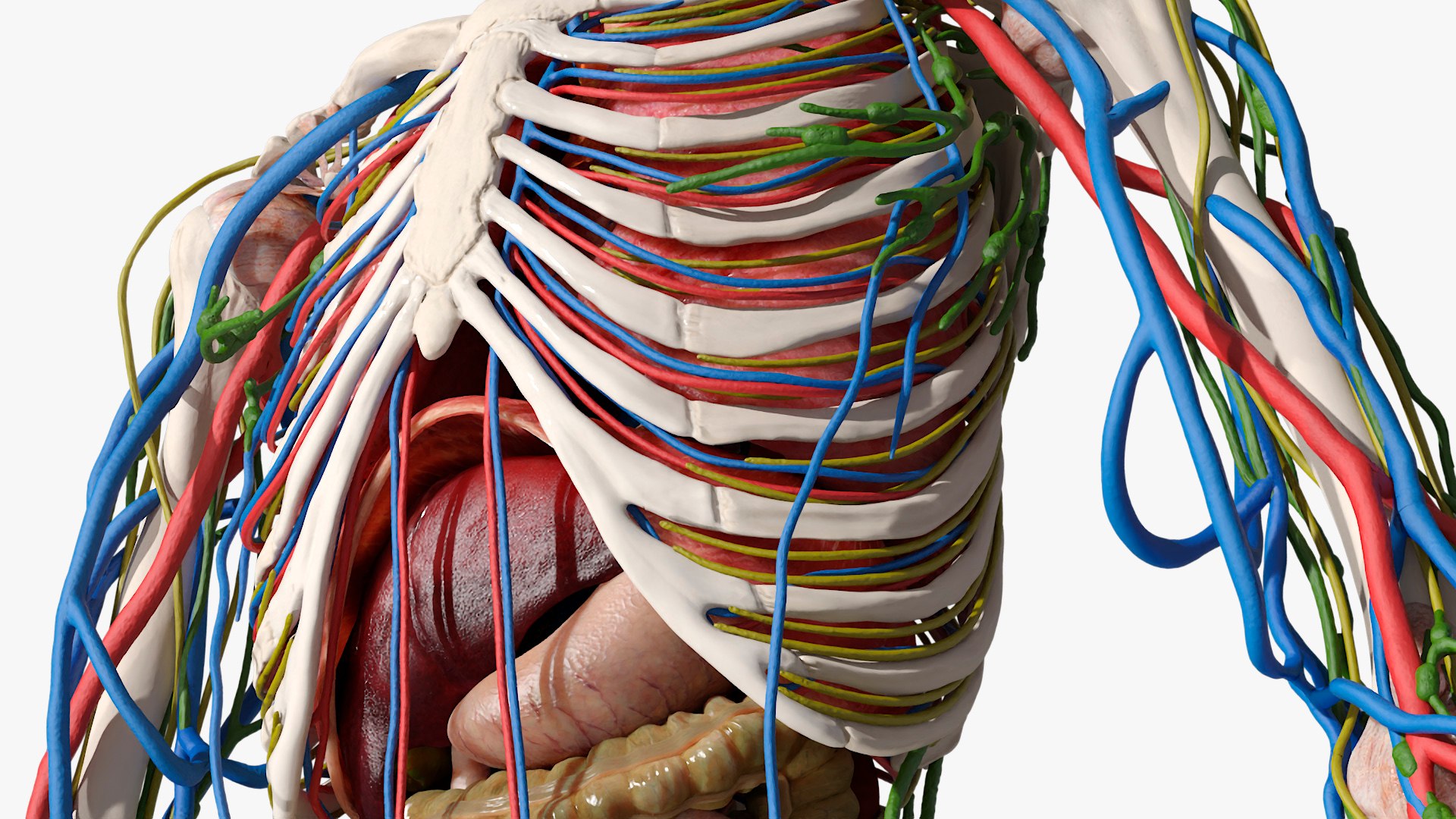 3D Human Anatomy With Circulatory And Nervous Systems Model ...