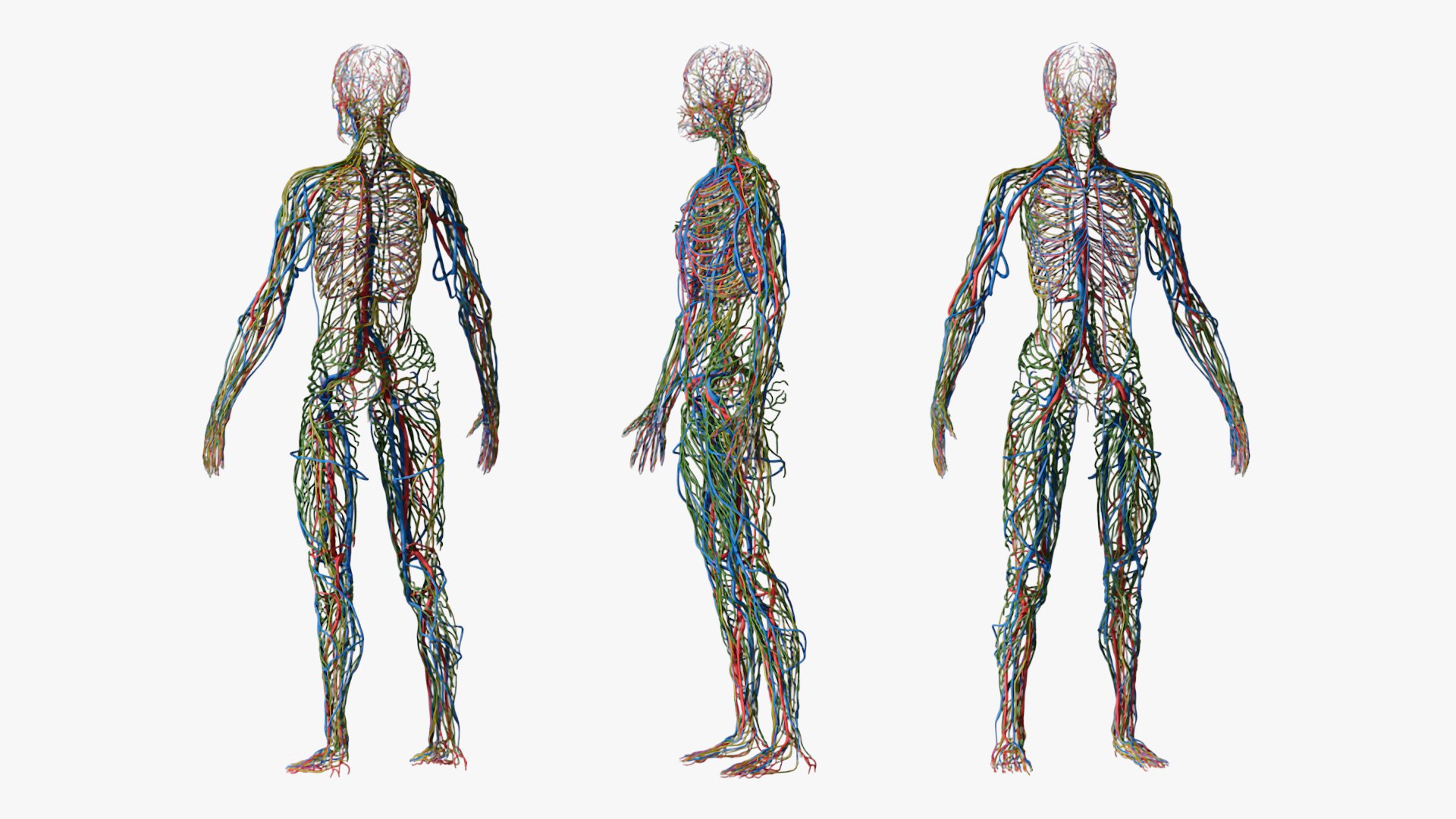3D Human Anatomy With Circulatory And Nervous Systems Model ...